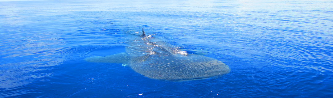 Maranatha Big Game Fishing - Mauritius fishing Charter